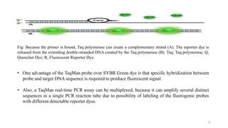 Real time pcr, reverse transcripta pcr, gene expression methods and ...