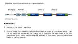 Real time pcr, reverse transcripta pcr, gene expression methods and ...