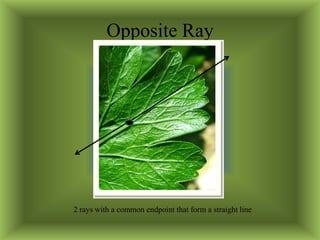 Opposite Rays In Nature
