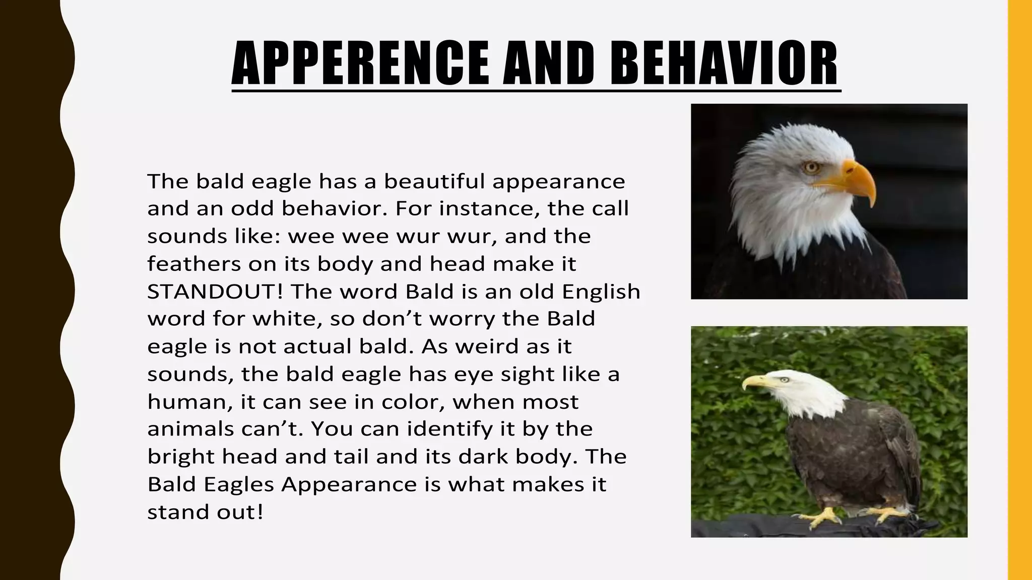 Real bald eagle | PPTX