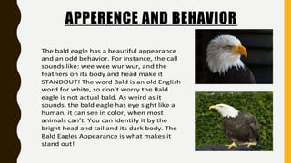 Real bald eagle | PPT
