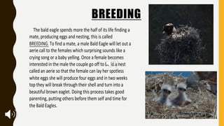 Real bald eagle | PPT