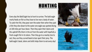 Real bald eagle | PPT