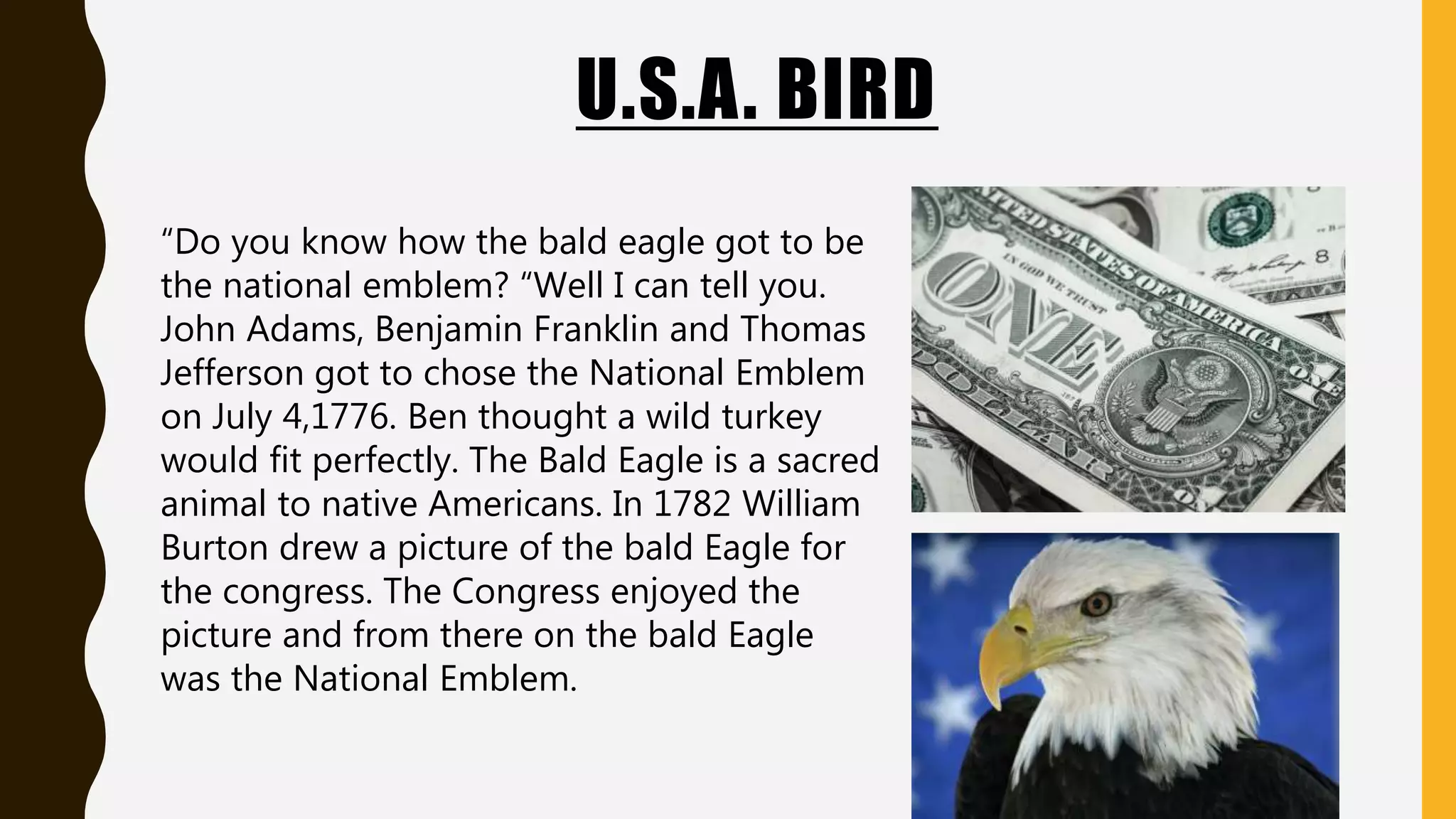 Real bald eagle | PPT