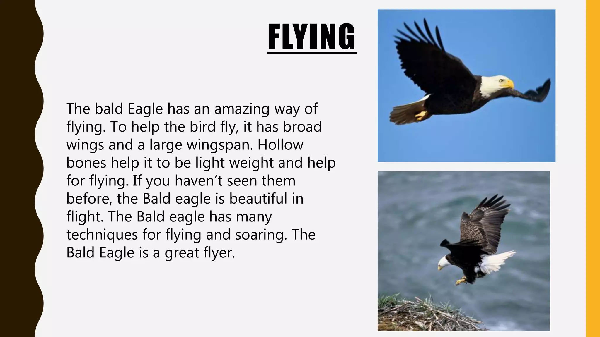 Real bald eagle | PPT