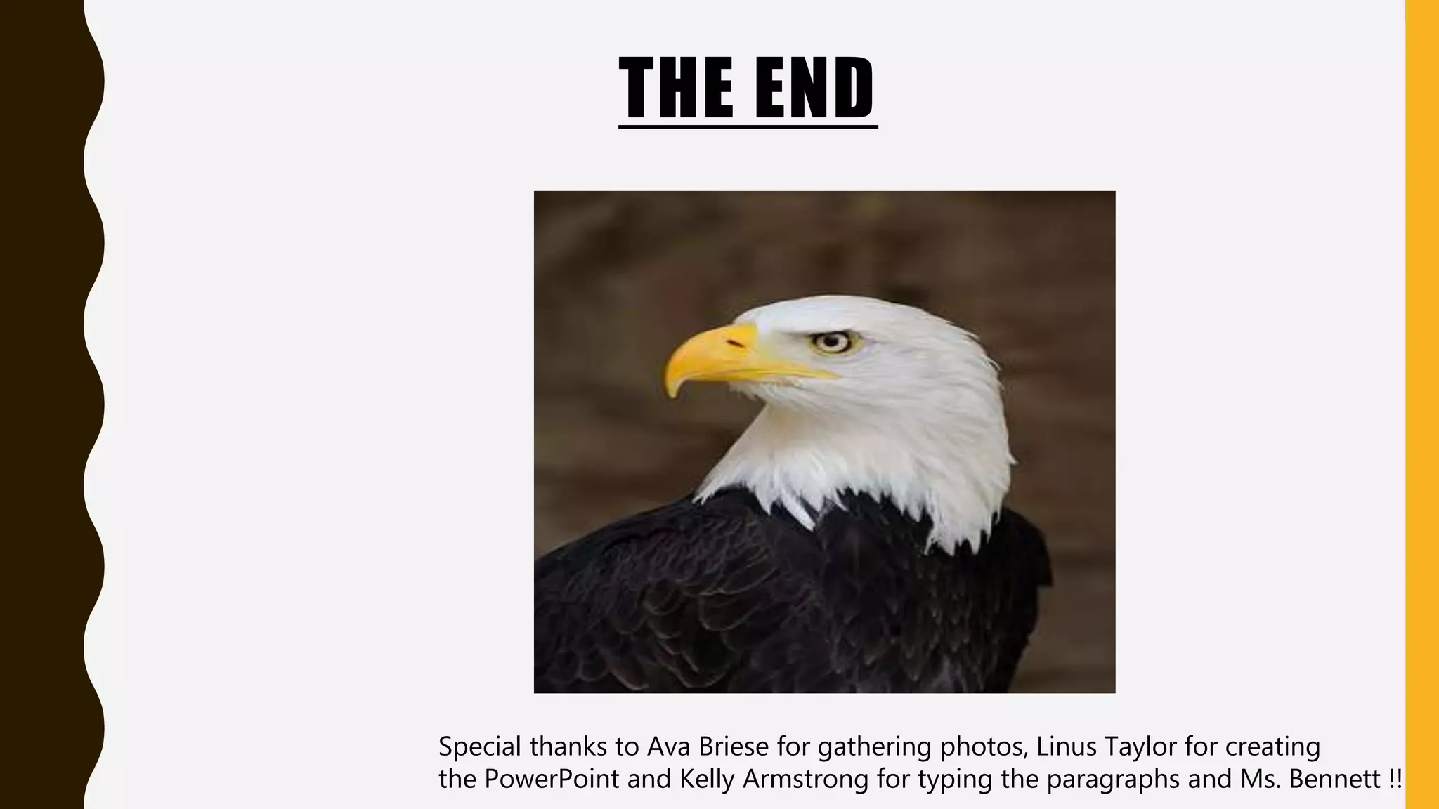 Real bald eagle | PPT