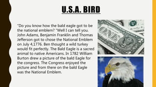 Real bald eagle | PPT