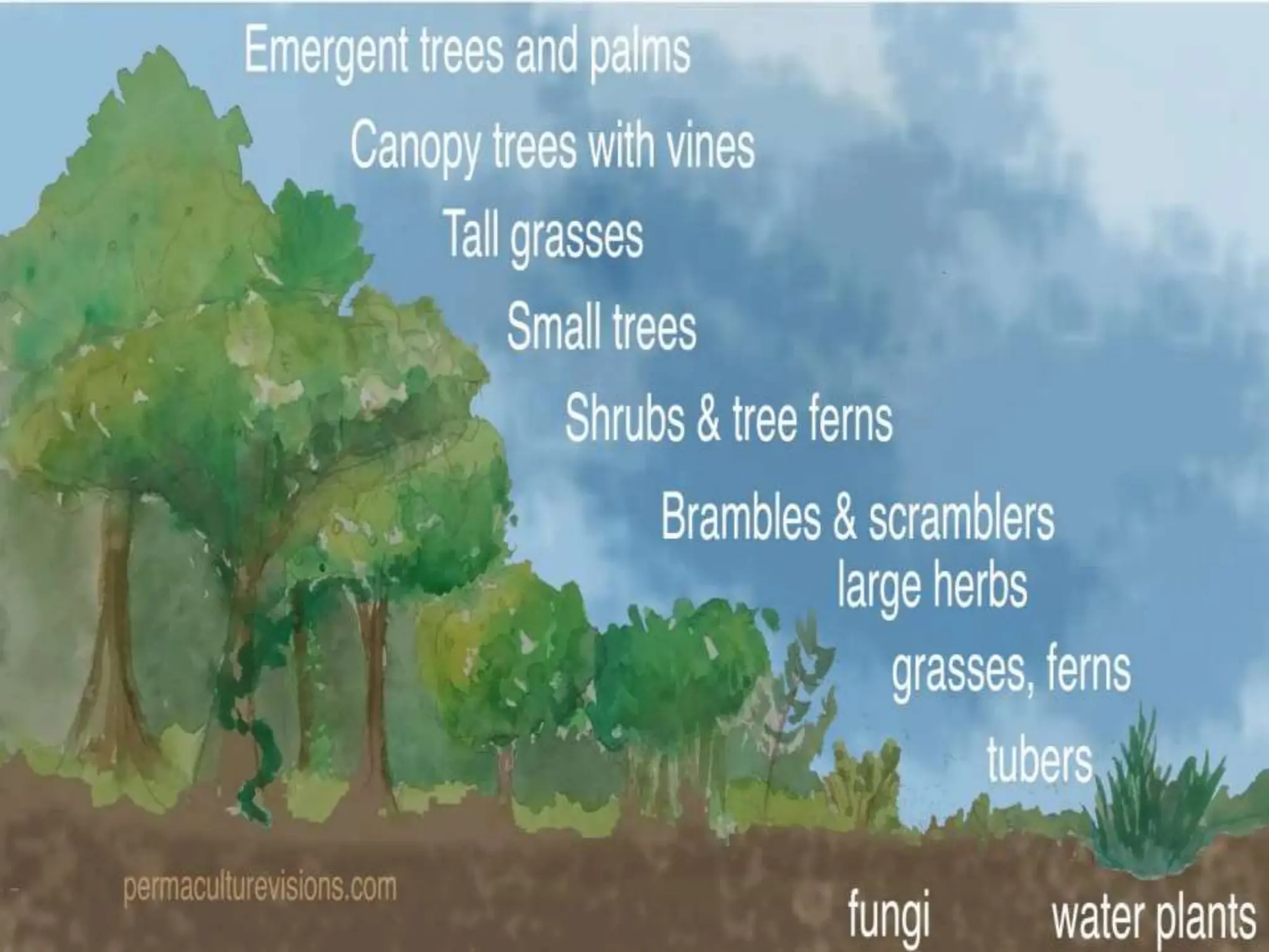 The Forest Ecosystem and its Classification | PPTX