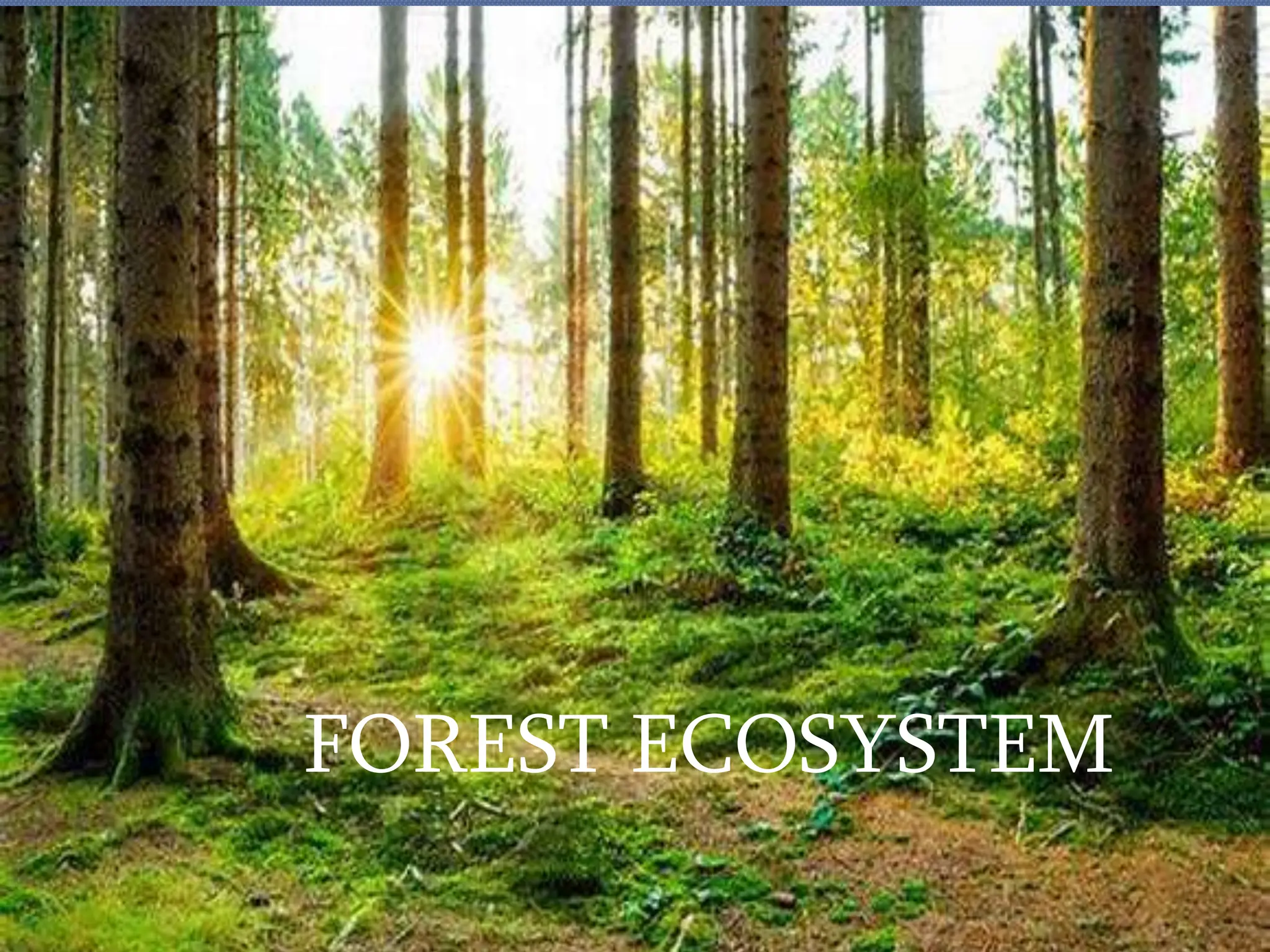 The Forest Ecosystem and its Classification | PPT