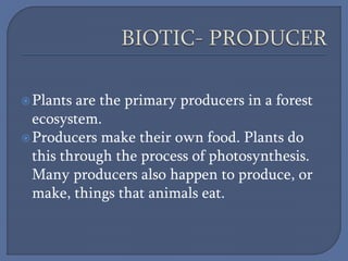 The Forest Ecosystem and its Classification | PPTX | Geography | Science