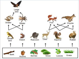 The Forest Ecosystem and its Classification | PPTX