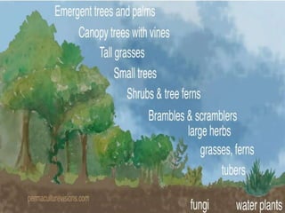 The Forest Ecosystem and its Classification | PPTX