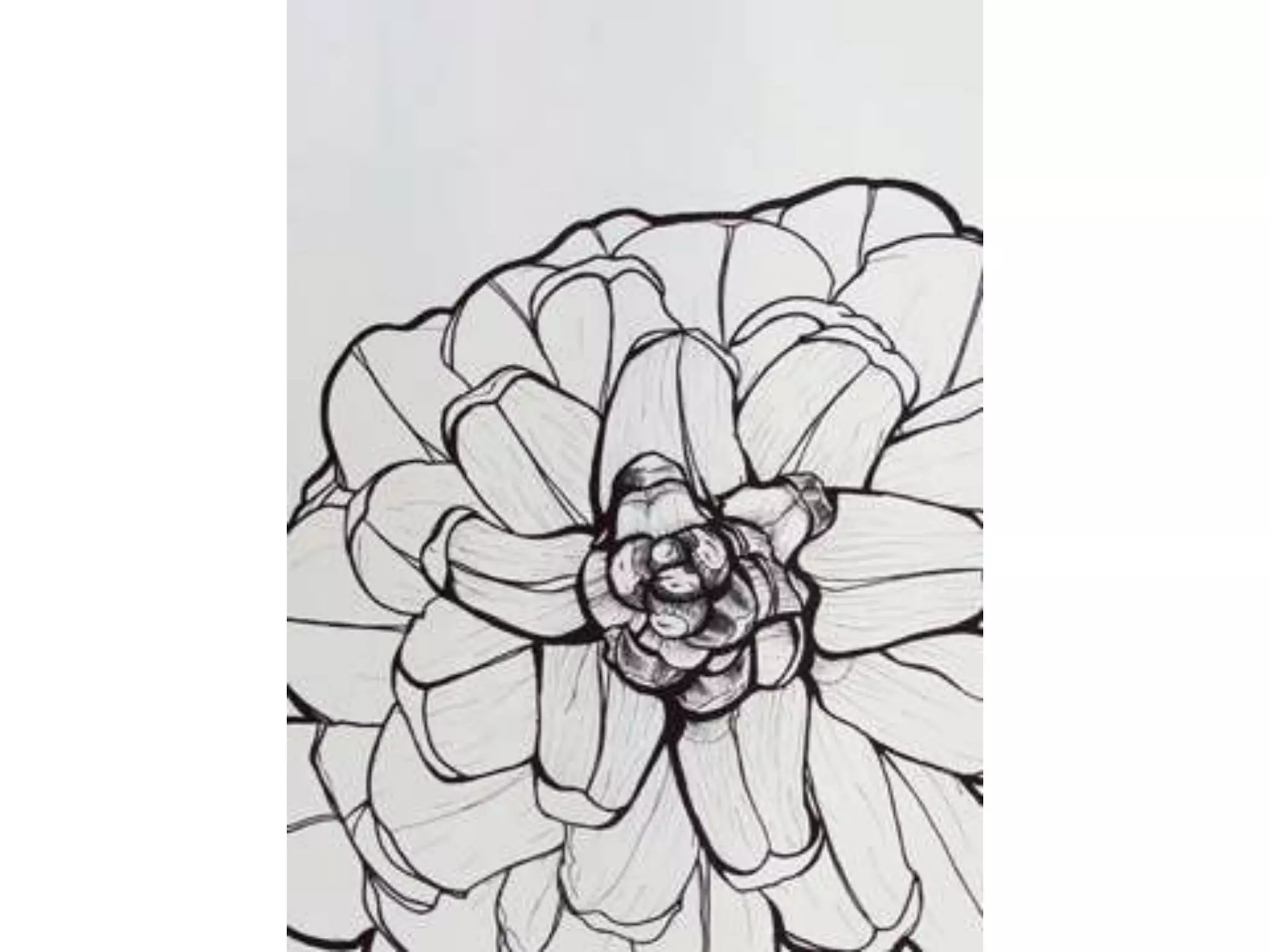 Realistic contour line drawings | PPT