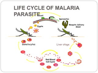 real malaria presentation worldwide and in subSaharan africa and it's ...