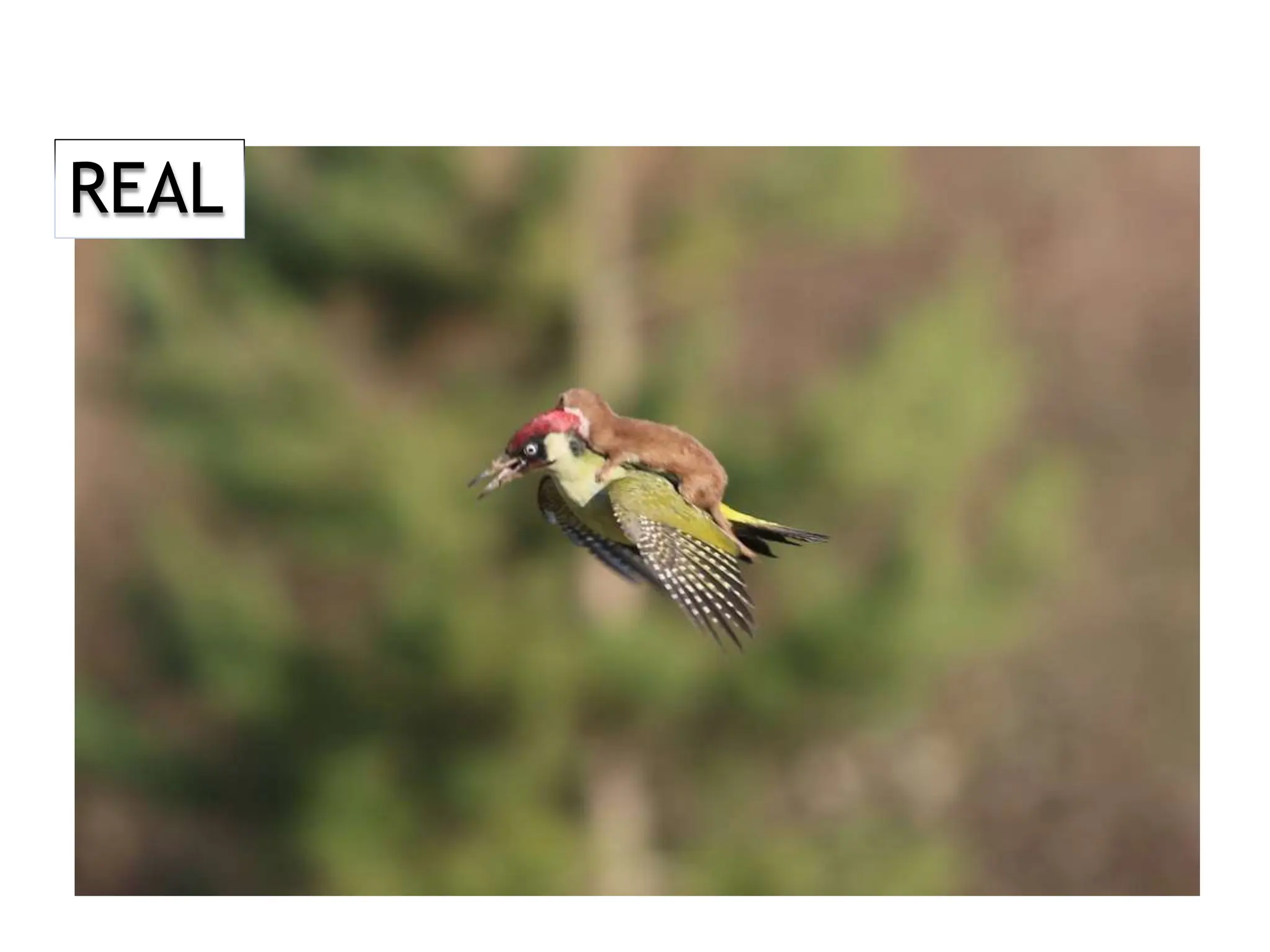 Viral Photos: Real or Fake? Powerpoint Presentation | PPT