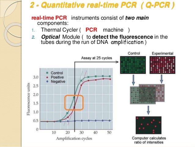 Traditional Vs Real Time Pcr _ Real-Time vs. Digital PCR vs ...
