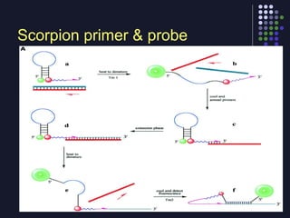Real-Time PCR | PPT