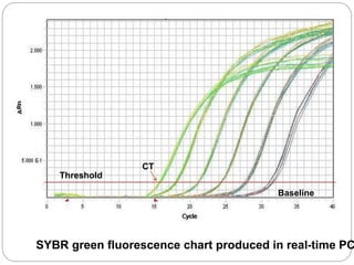 Real time PCR | PPTX