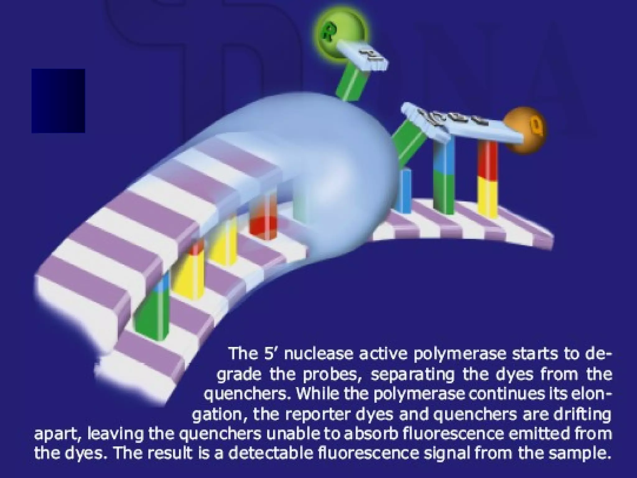 Real time pcr | PPT