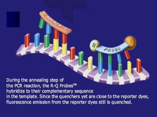Real time pcr | PPT