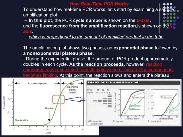 Real time pcr | PPT