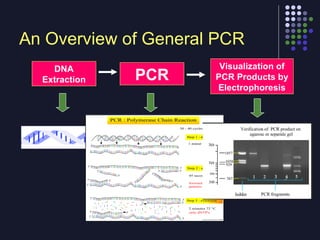 Real time pcr | PPT