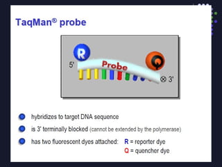 Real Time Pcr Taqman