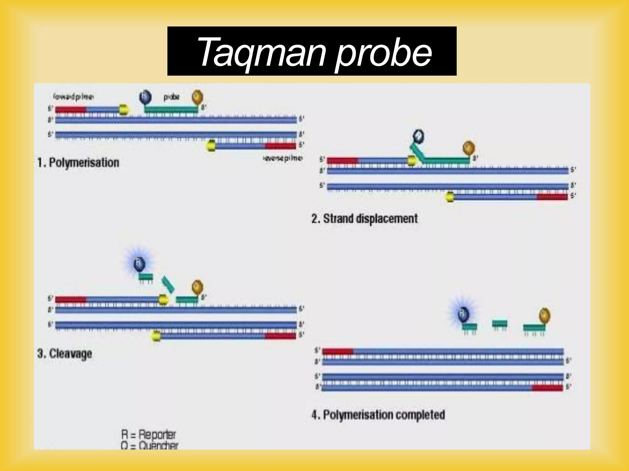 qRT PCR | PPTX