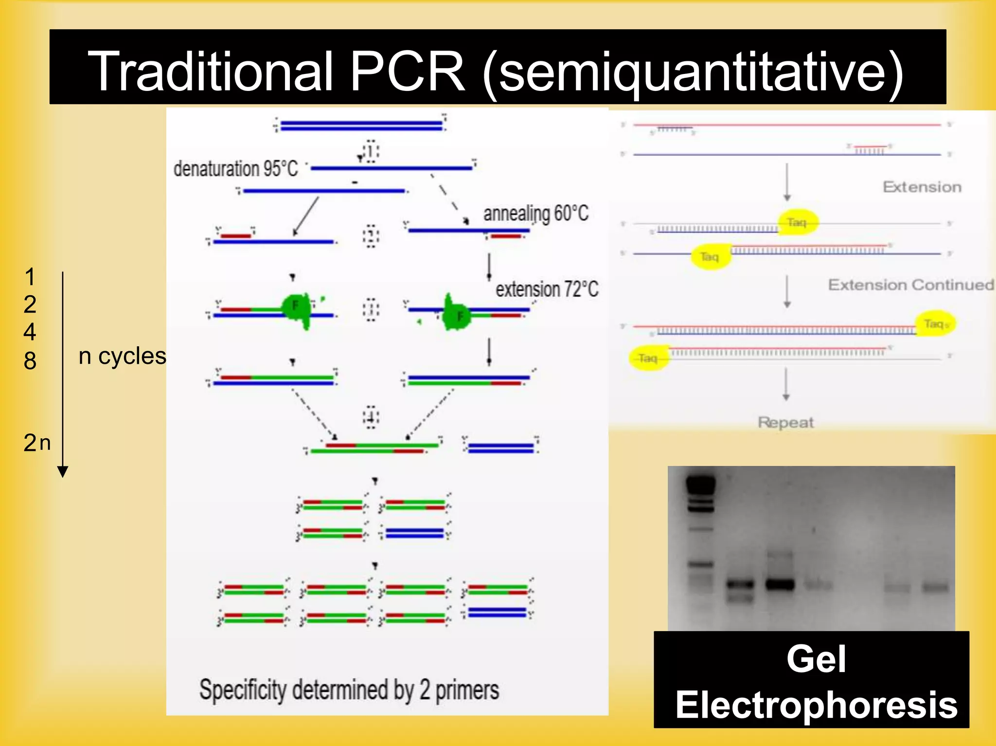 qRT PCR | PPTX