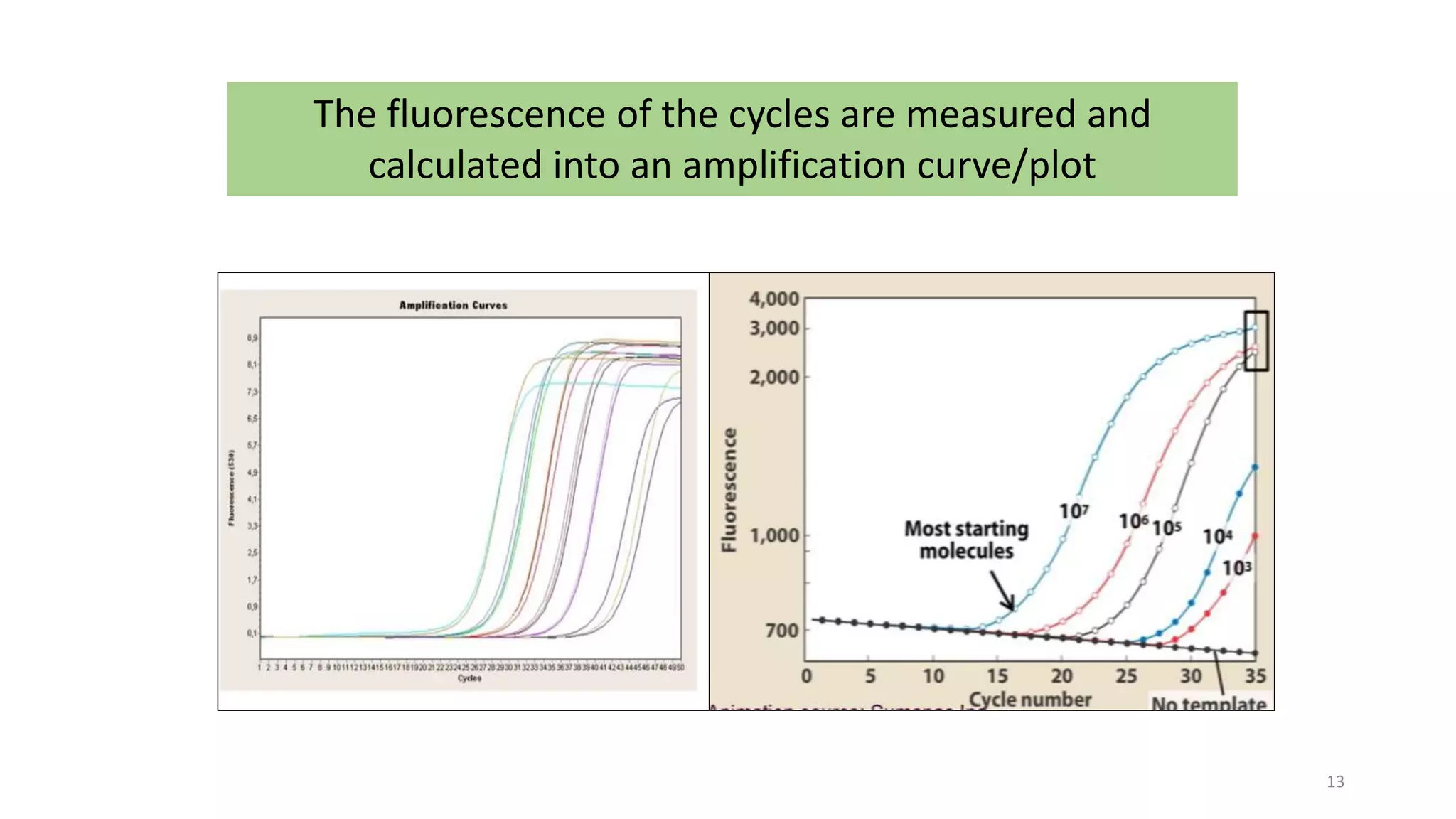 Real-Time PCR | PPT