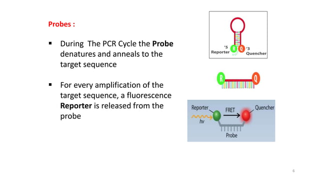 Real-Time PCR | PPT