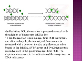 Real time pcr | PPTX