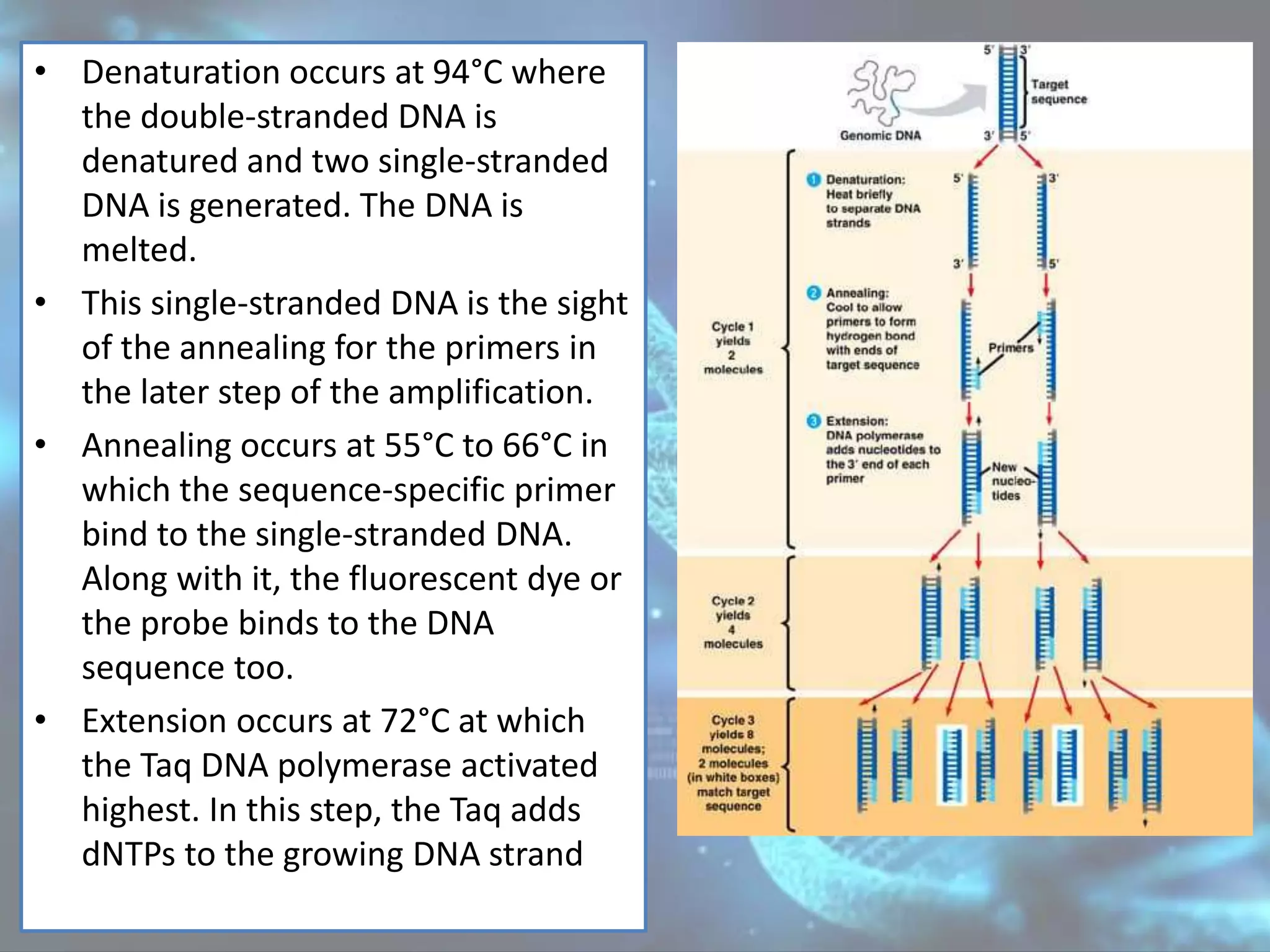 Real time pcr | PPTX