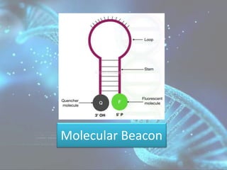 Real time pcr | PPTX