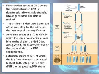 Real time pcr | PPTX