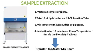 "Comprehensive RT-PCR Analysis for the Detection and Quantification of ...