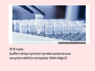 Real time pcr method | PPTX