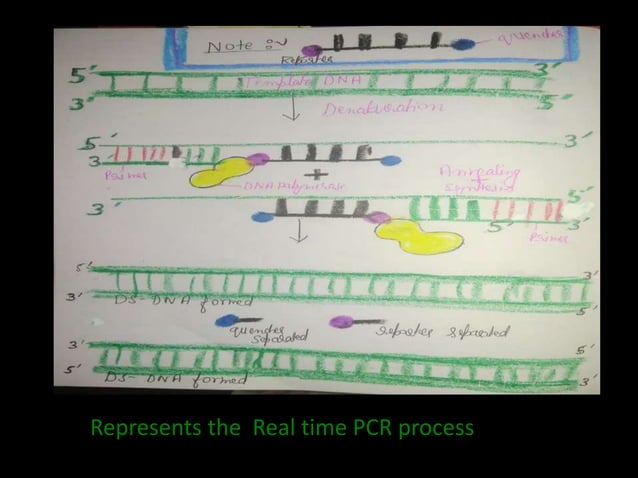 Real time pcr method | PPTX | Chemistry | Science