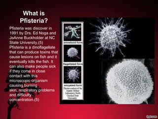 Reaping biblical plagues s seamster | PPT