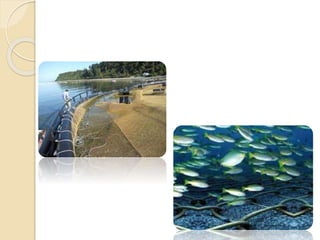 Rearing of fishes | PPT