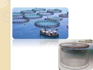 Fish Rearing | PPTX