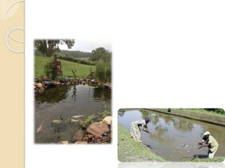 Fish Rearing | PPTX