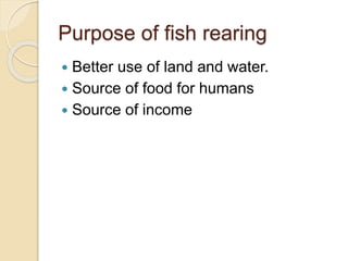 Fish Rearing | PPTX