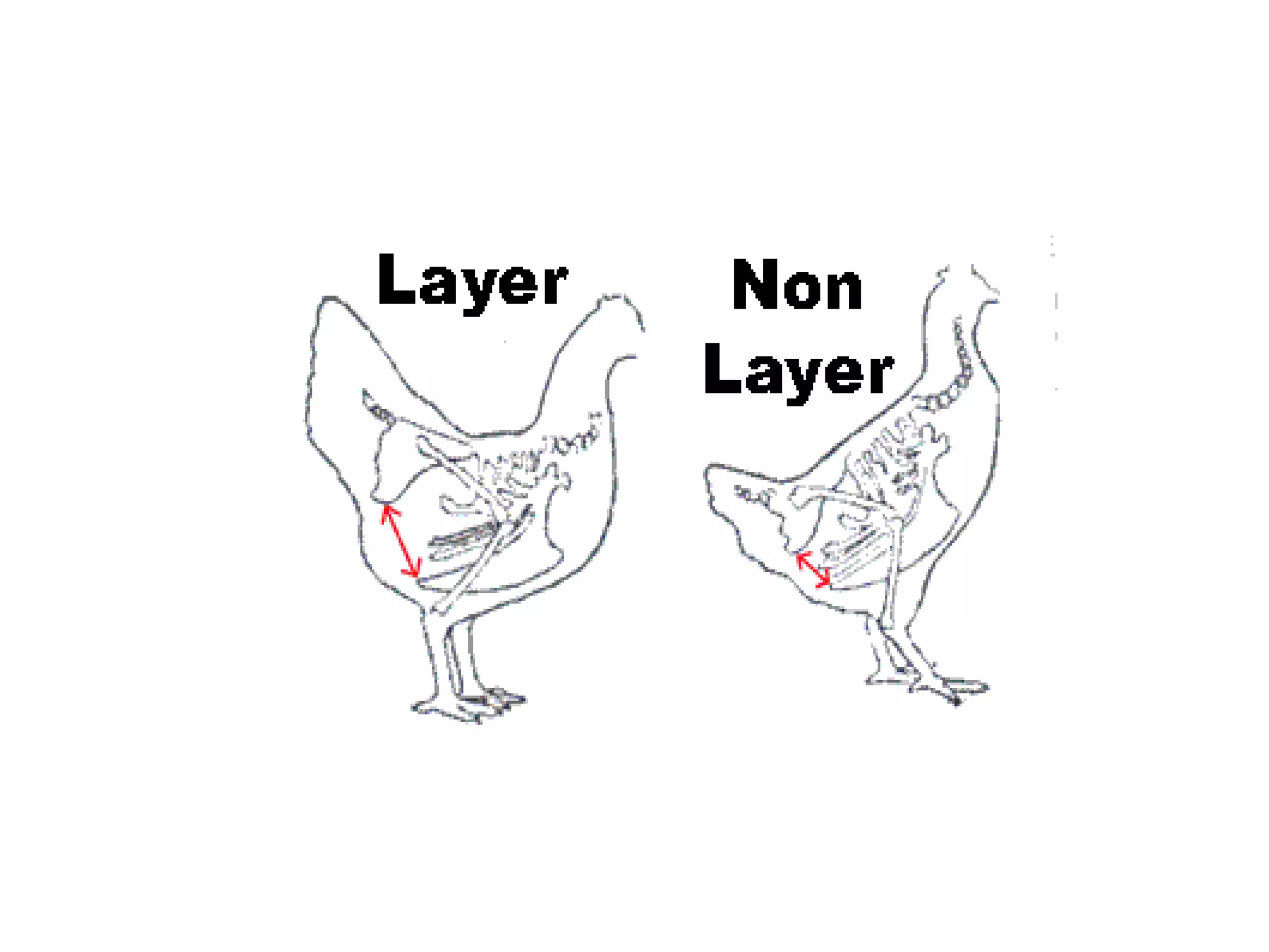 Commercial layer Production | PDF