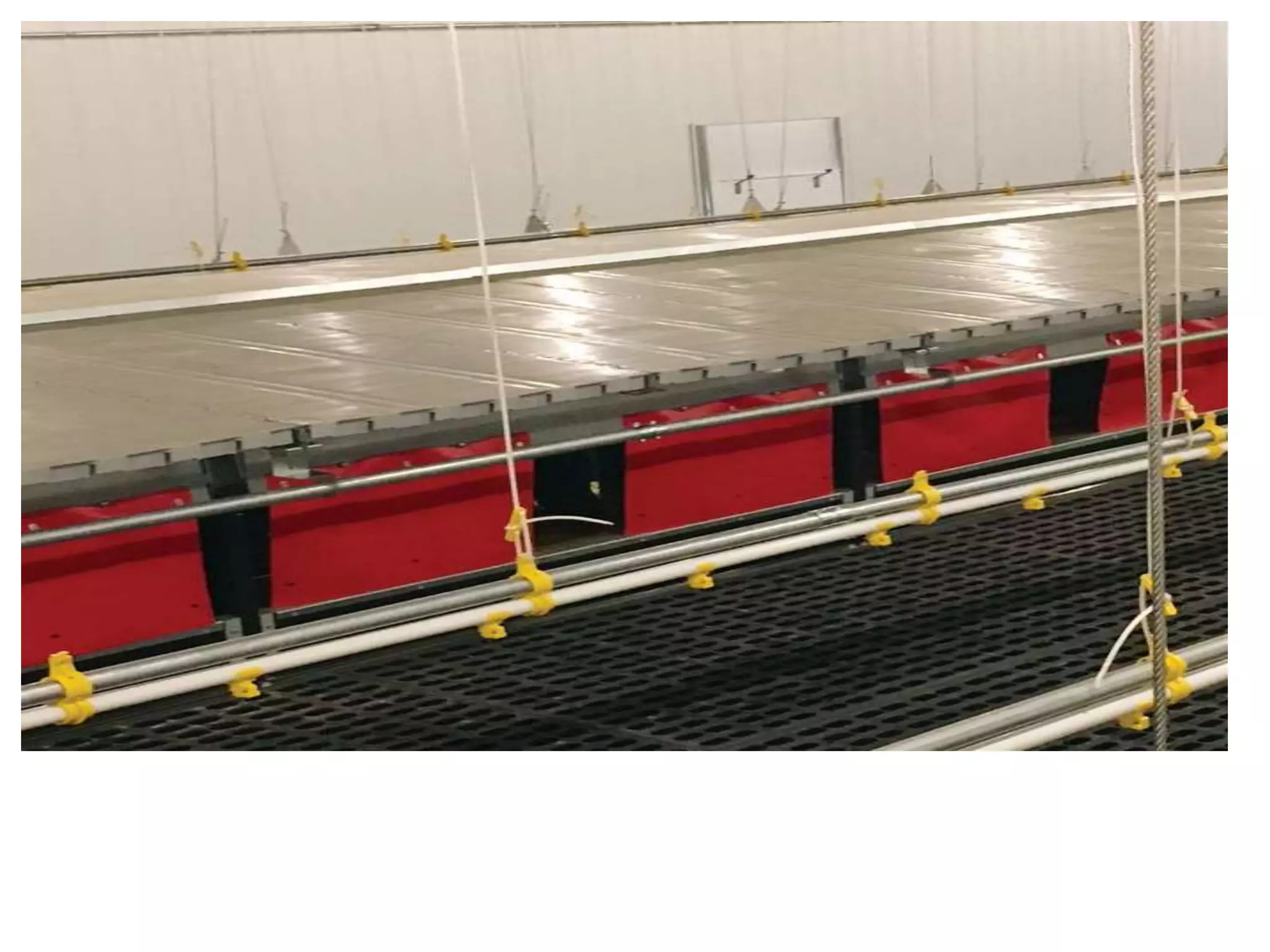 Commercial layer Production | PDF