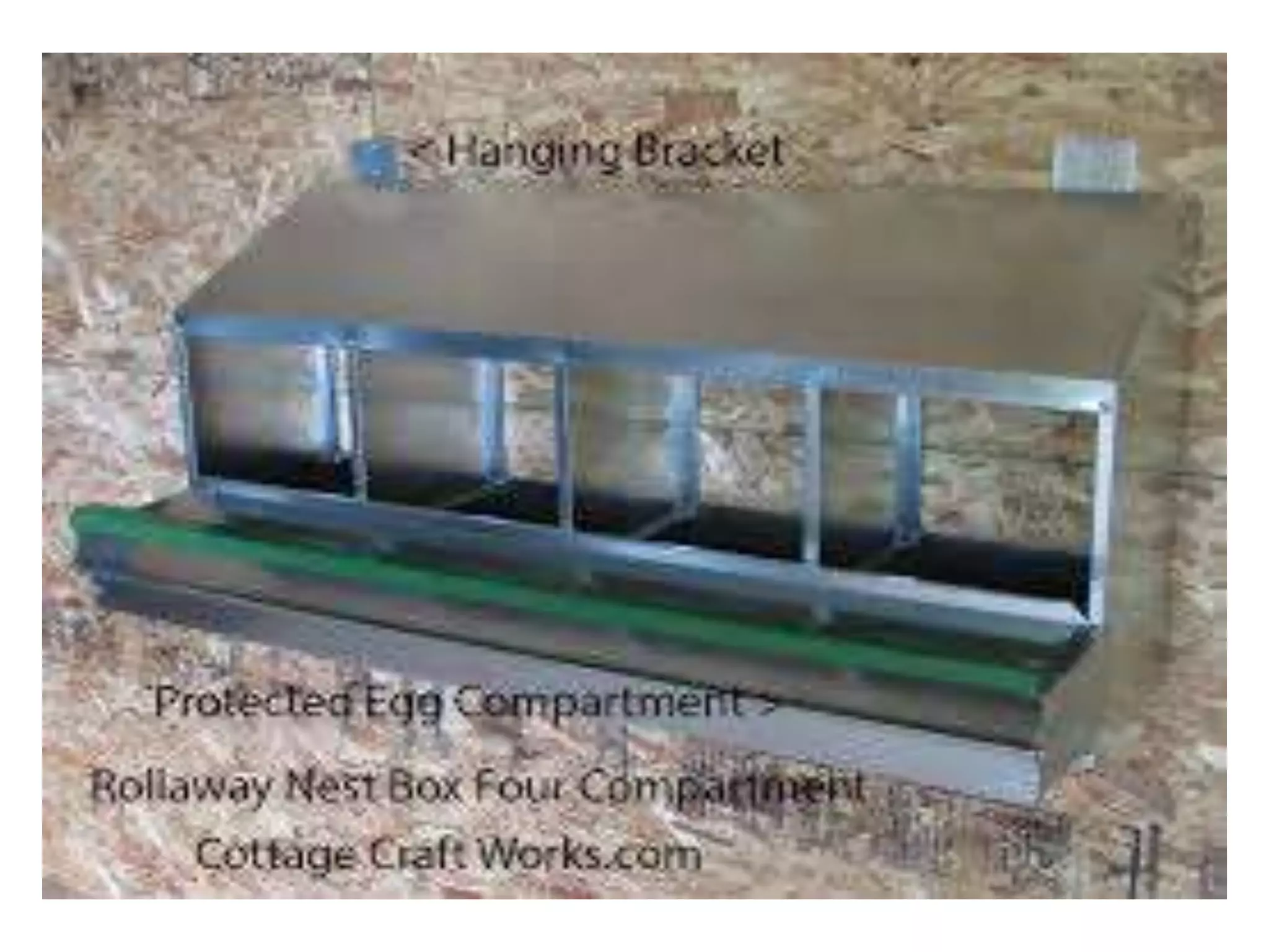 Commercial layer Production | PDF