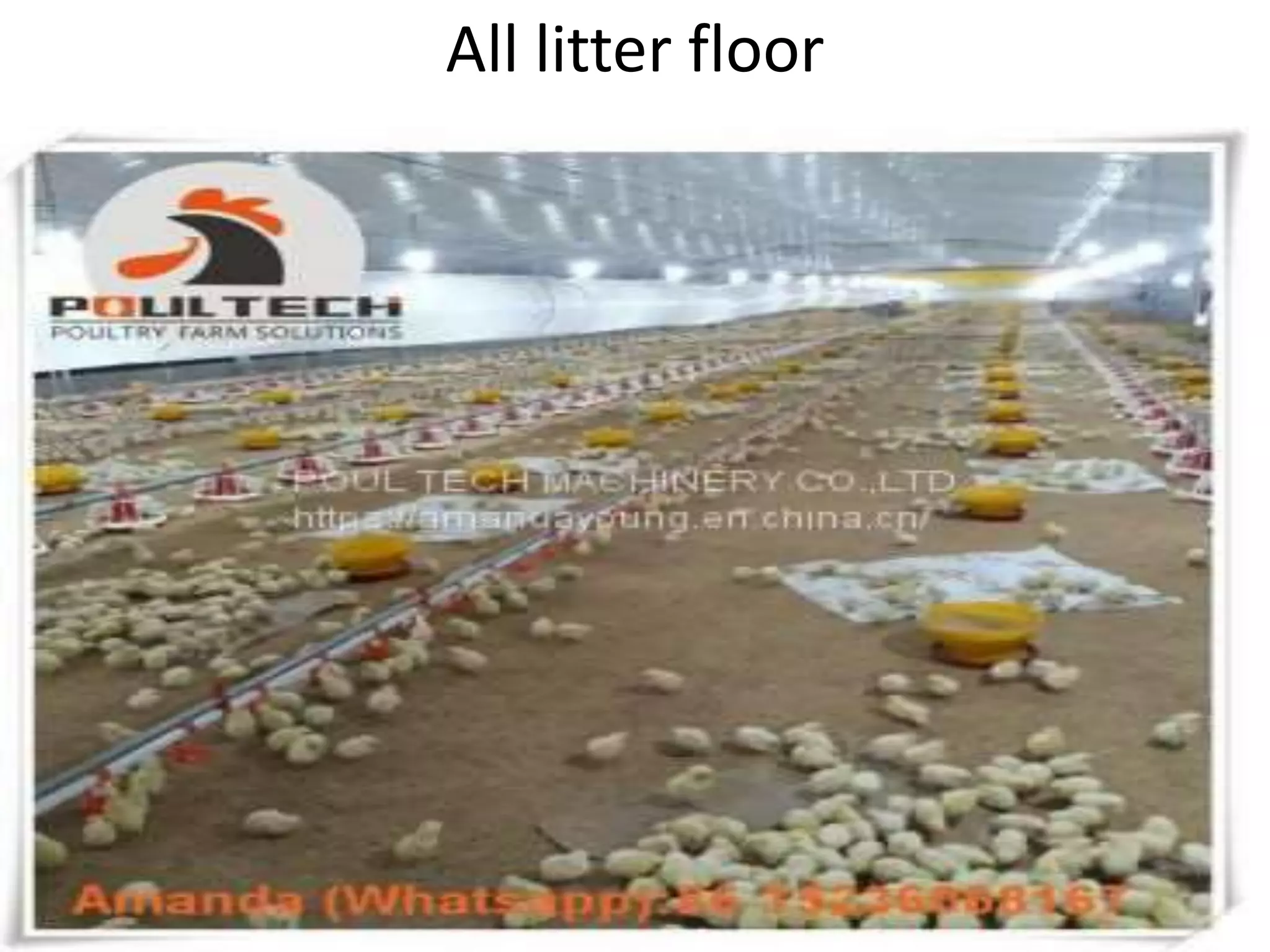 Commercial layer Production | PDF