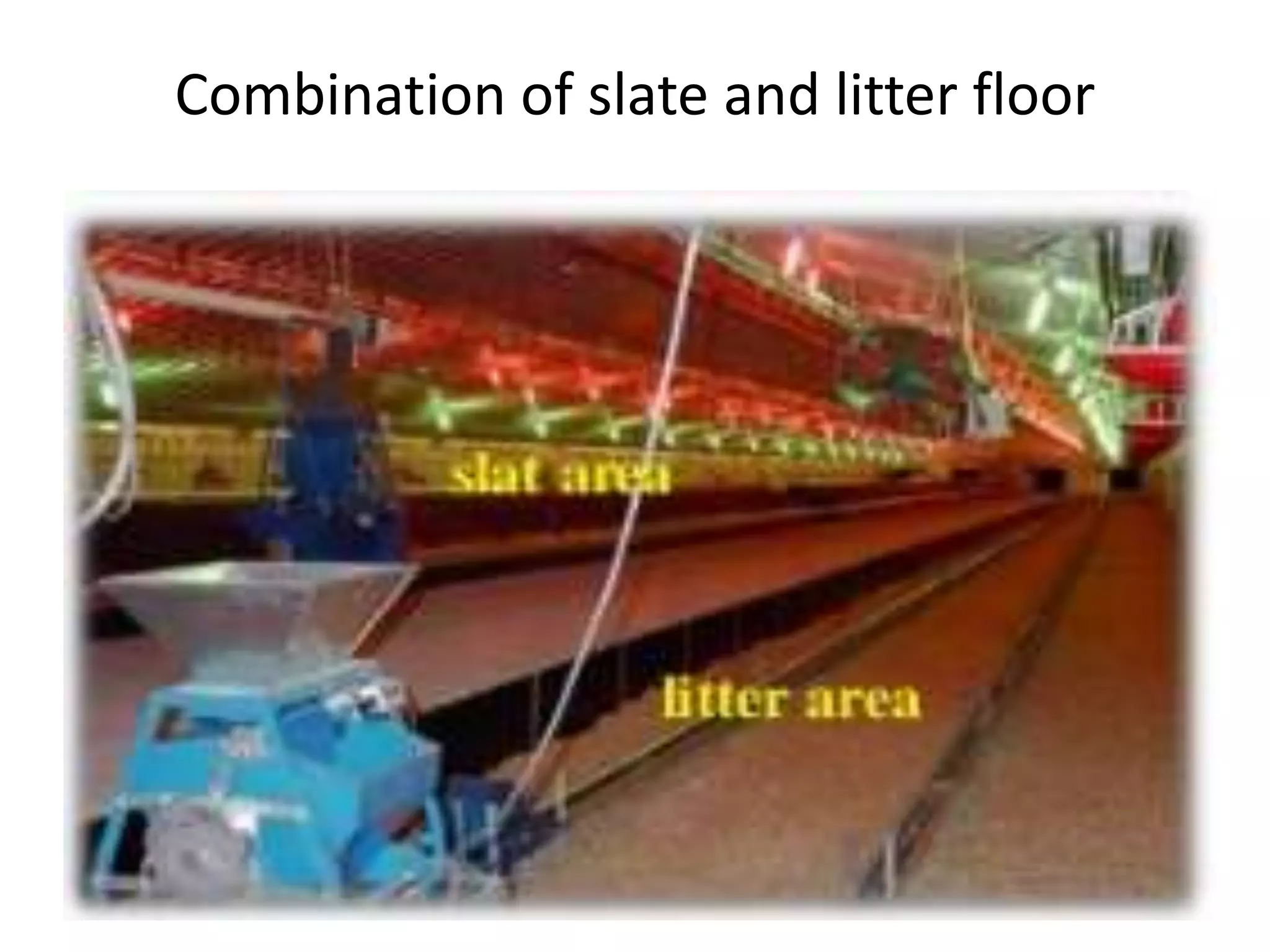 Commercial layer Production | PDF