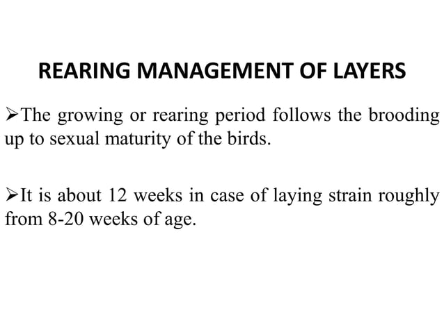 Commercial layer Production | PDF | Birds | Pets