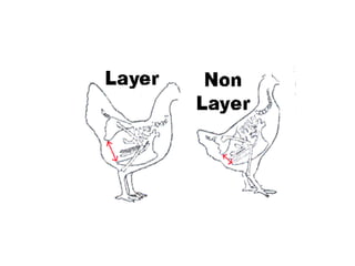 Commercial layer Production | PDF